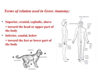 Anatomical terminology | PPT