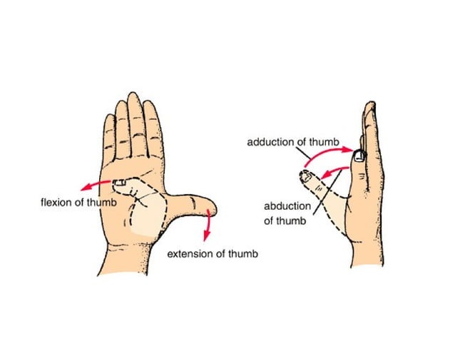 Anatomical terminology