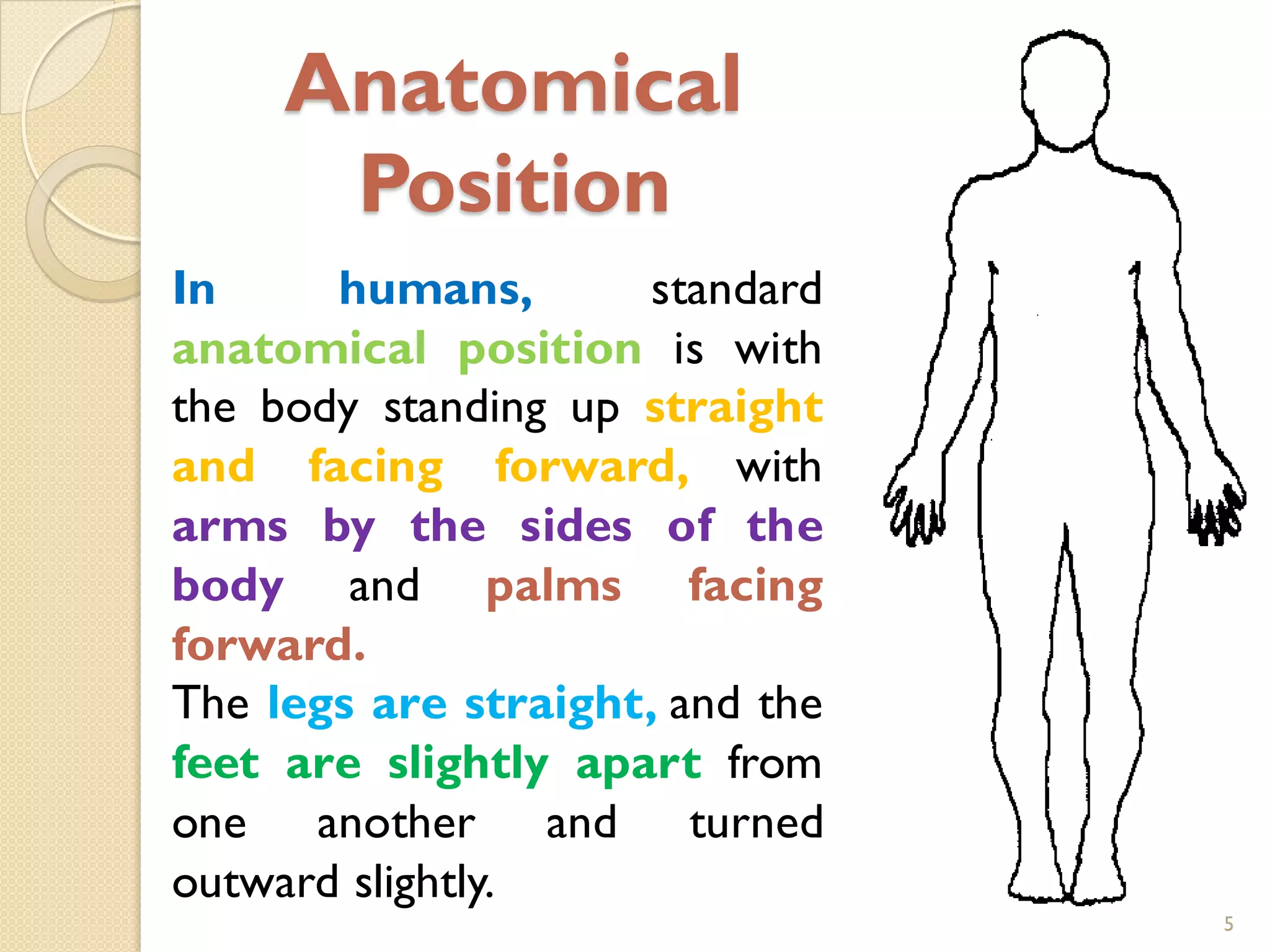 Anatomical terminology | PDF