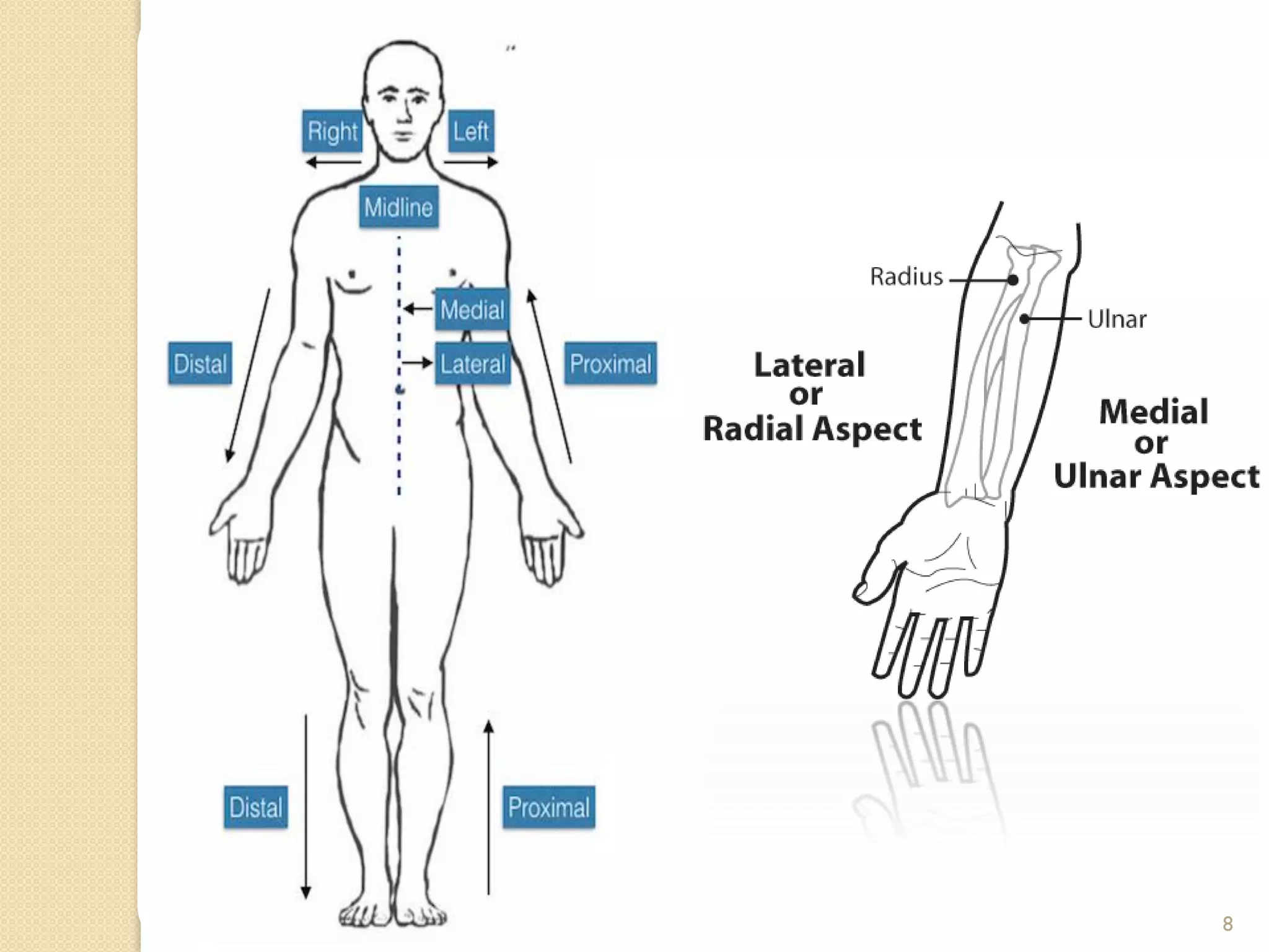 Anatomical terminology | PDF