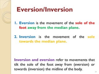 Anatomical terminology | PDF