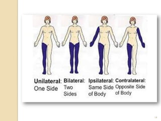Anatomical terminology | PPT