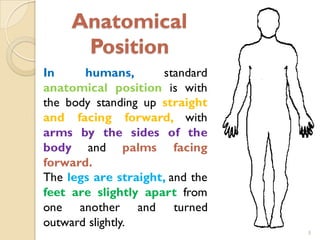 Anatomical terminology | PPT