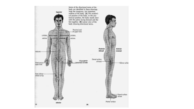 anatomical terminology.pptx