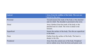 anatomical terminology.pptx