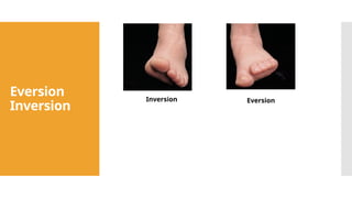 Basic fundamental terminology in learning Anatomy Terminology ...