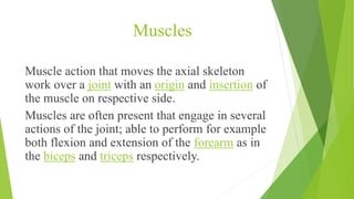 Anatomical terminology lecture. specialized translation | PPTX ...