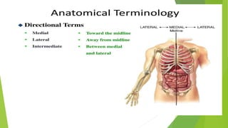 Anatomical terminology lecture. specialized translation | PPTX ...