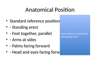 Anatomical_Terminology_Presentation.pptx