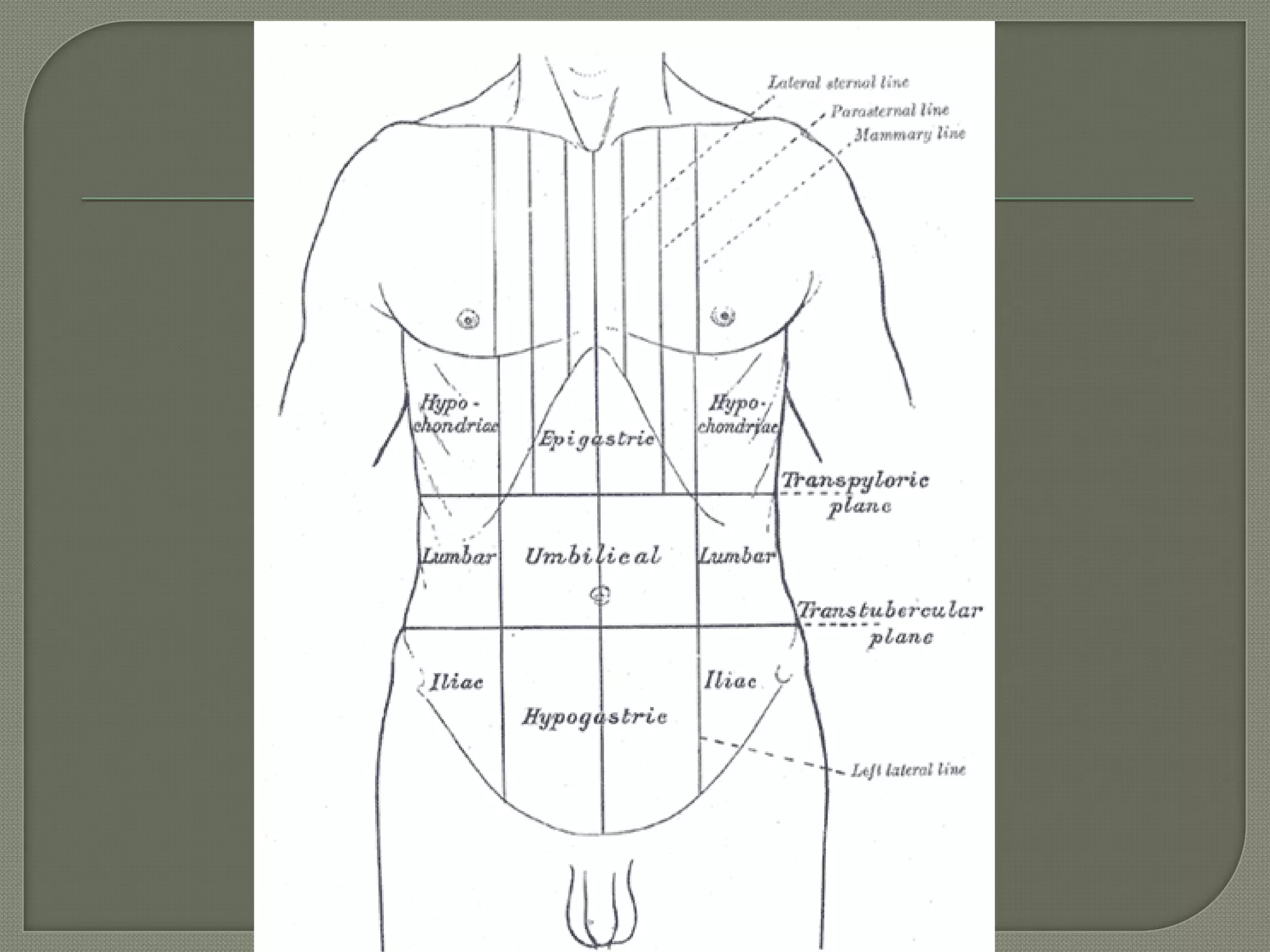 Introduction to Anatomy (Anatomical Terms) | PPTX