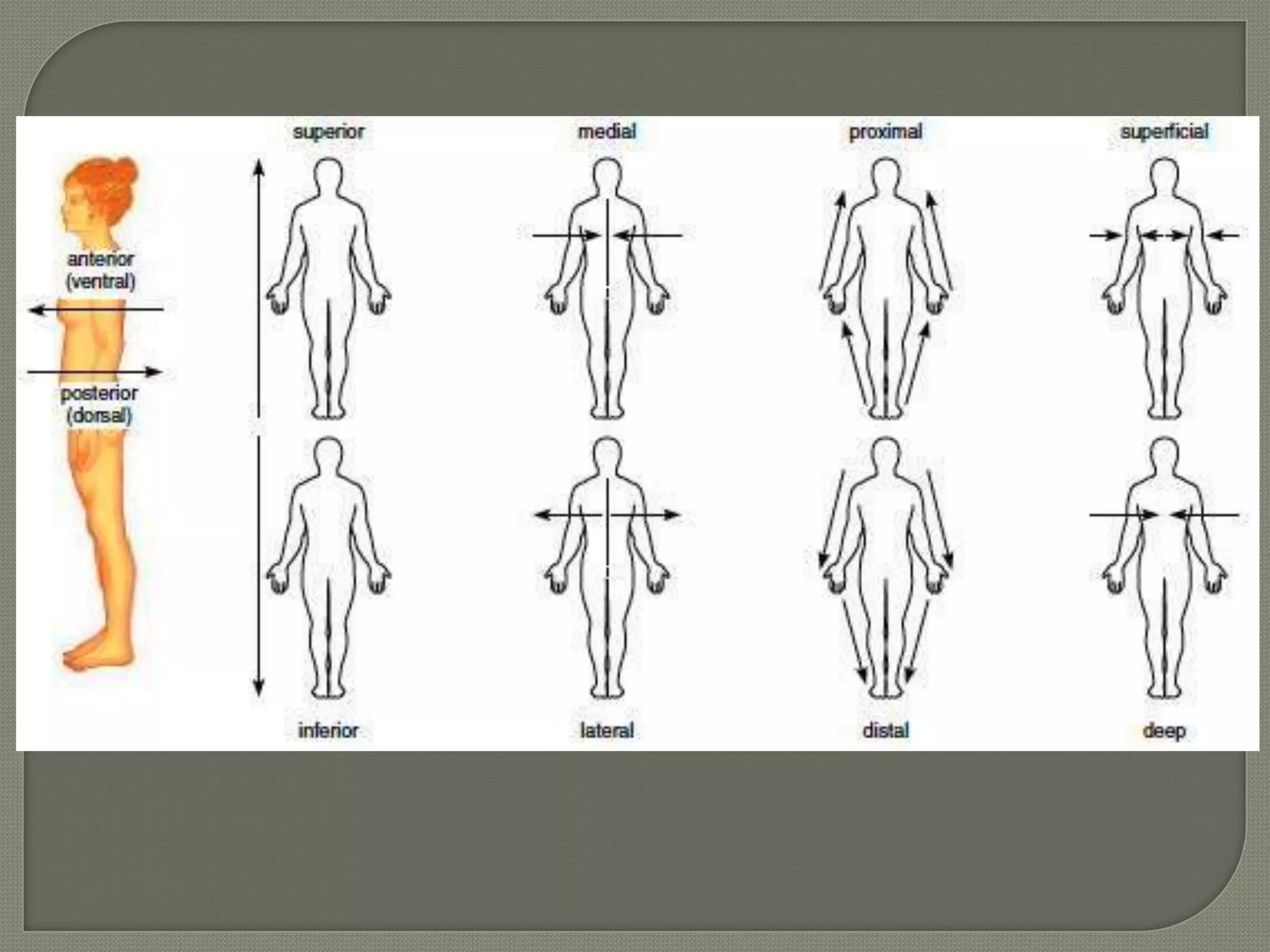 Introduction to Anatomy (Anatomical Terms) | PPTX