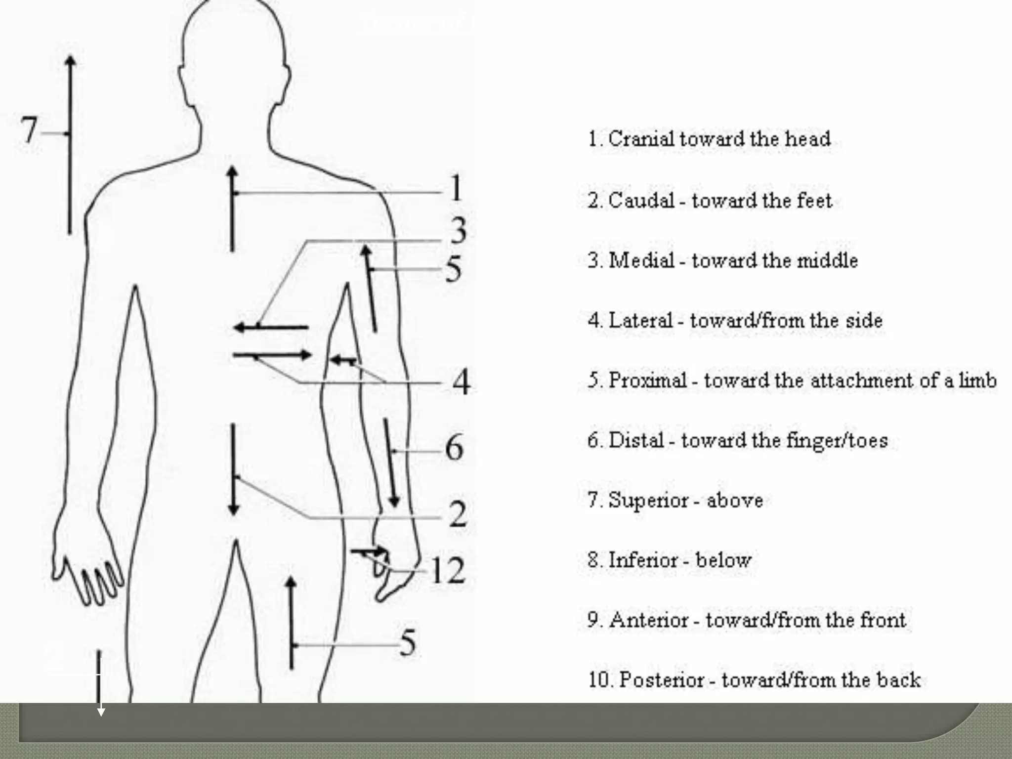 Introduction to Anatomy (Anatomical Terms) | PPTX