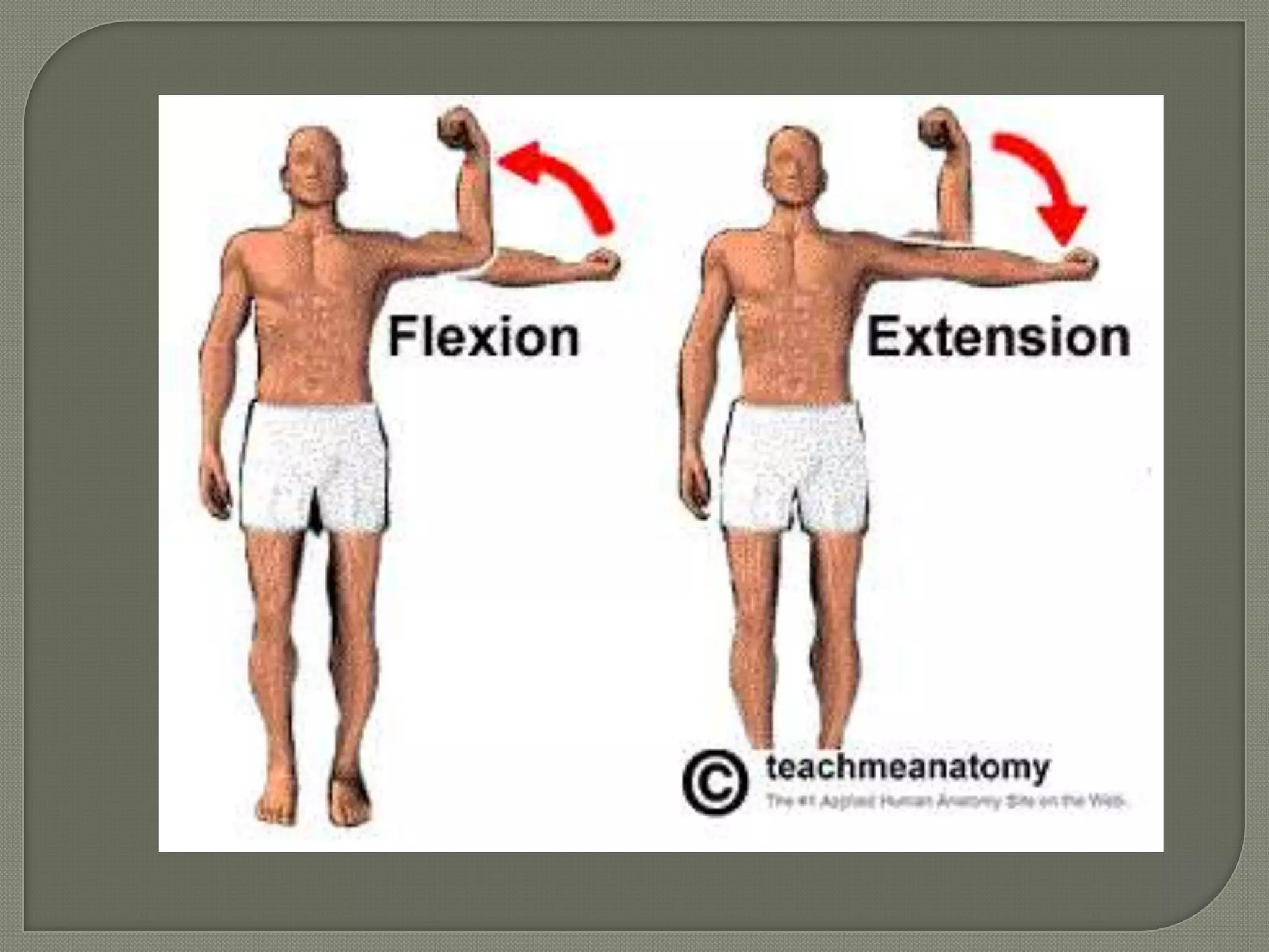 Introduction to Anatomy (Anatomical Terms) | PPTX