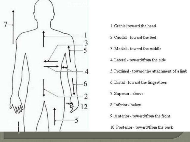 Introduction to Anatomy (Anatomical Terms) | PPTX