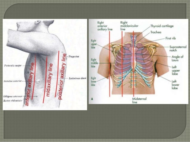 Introduction to Anatomy (Anatomical Terms)