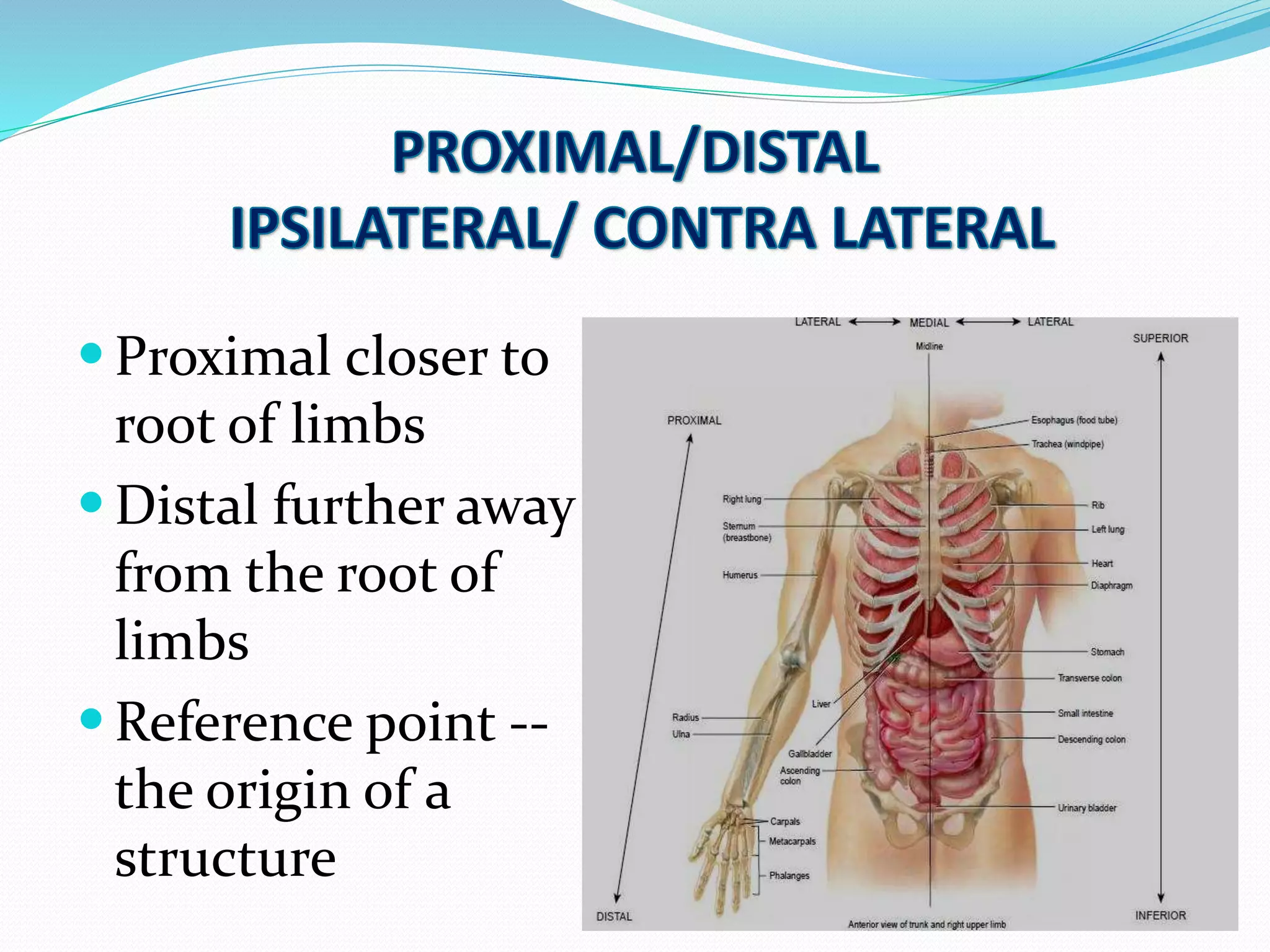 Anatomical terms | PPTX
