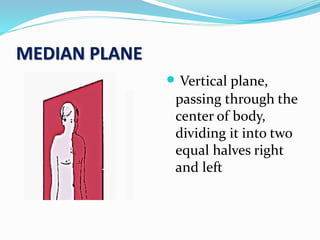Anatomical terms | PPTX