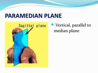 Anatomical terms | PPTX