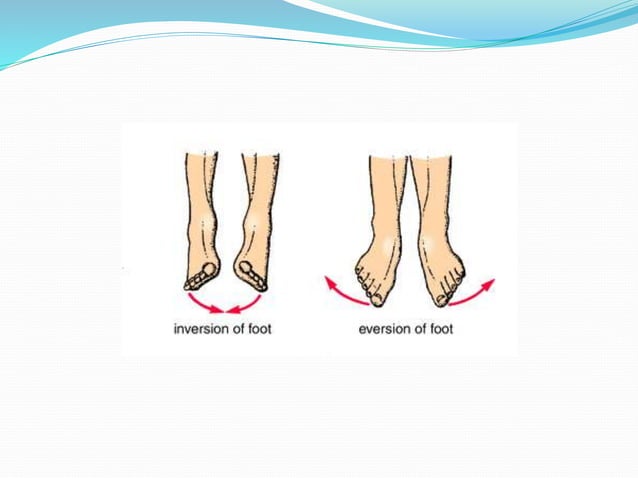 Anatomical terms | PPTX