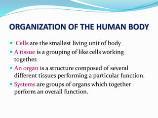 Anatomical terms | PPTX