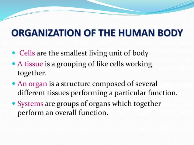 Anatomical terms | PPT