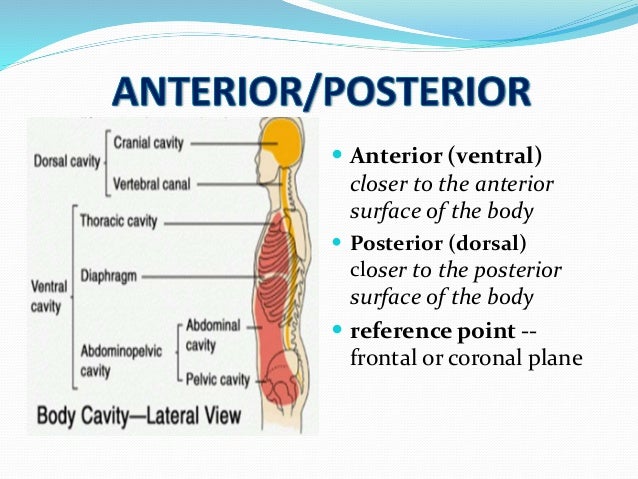 Anatomical Terms Anatomical Terms