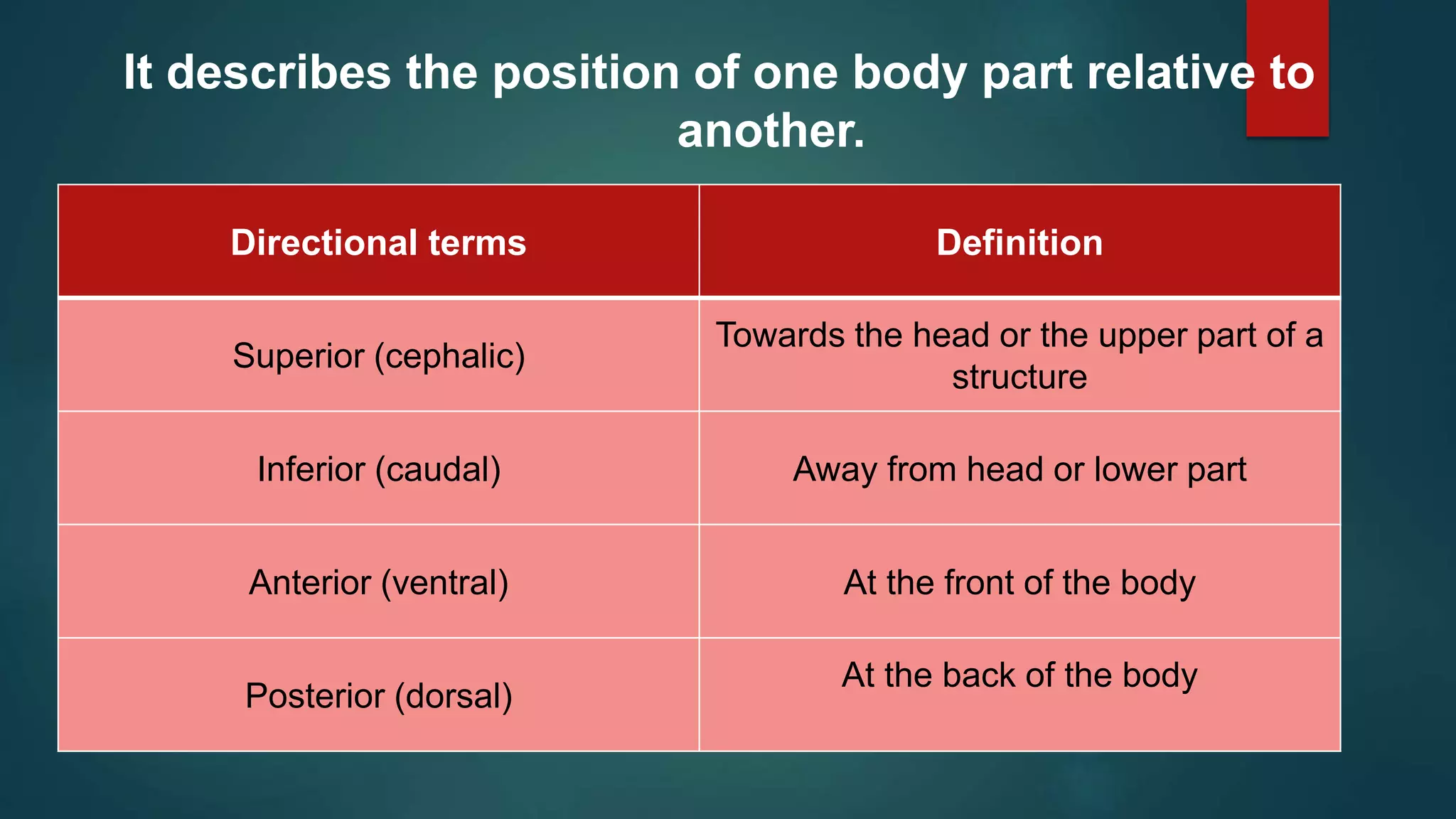 Anatomical terms, Directional Terms | PPTX