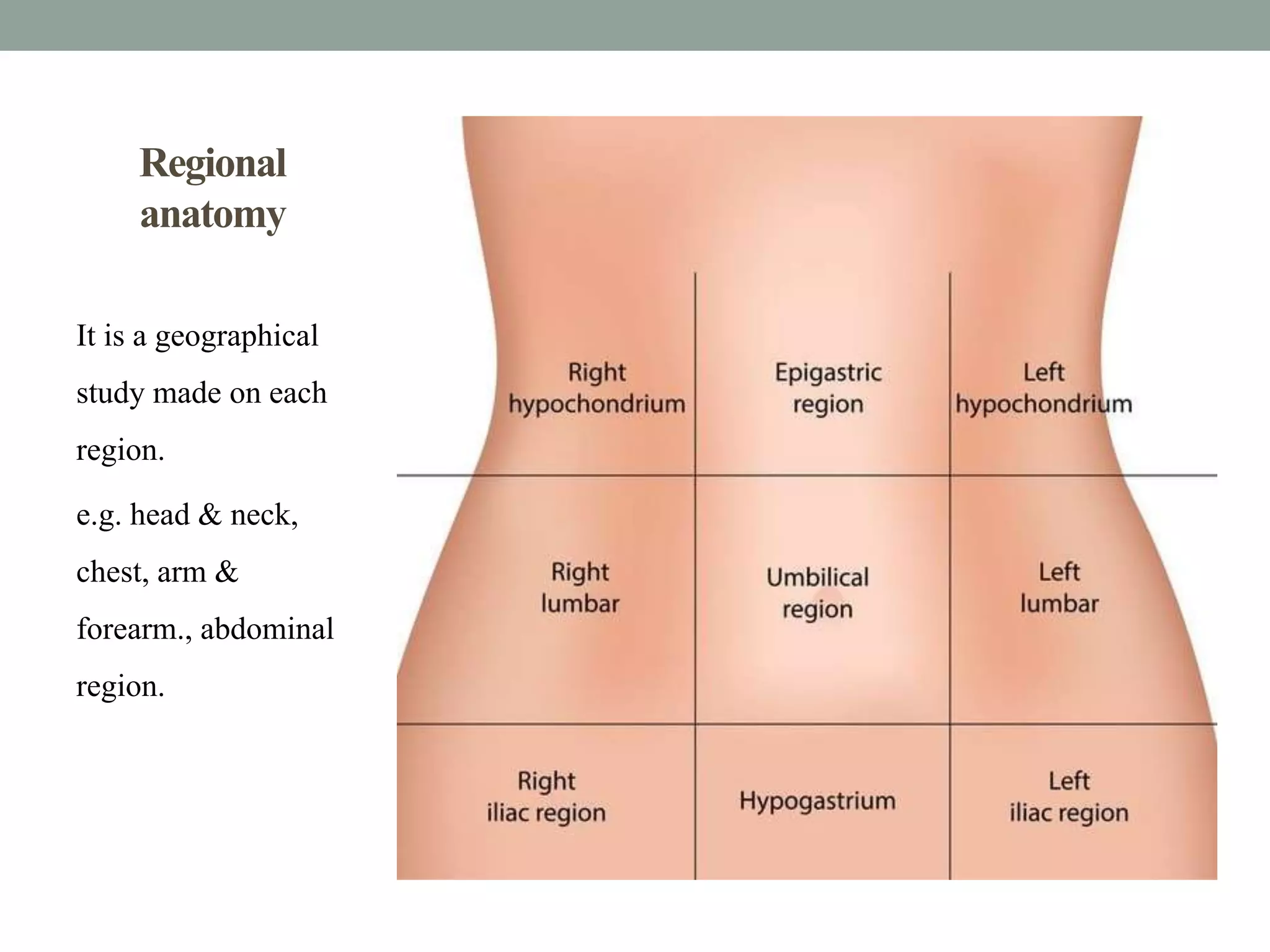 Anatomical terms.pptx