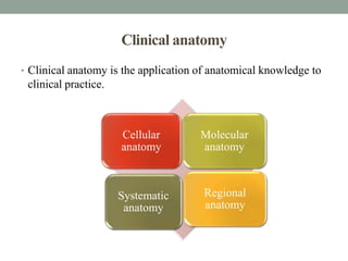 Anatomical terms.pptx