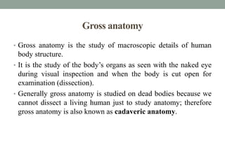 Anatomical terms.pptx