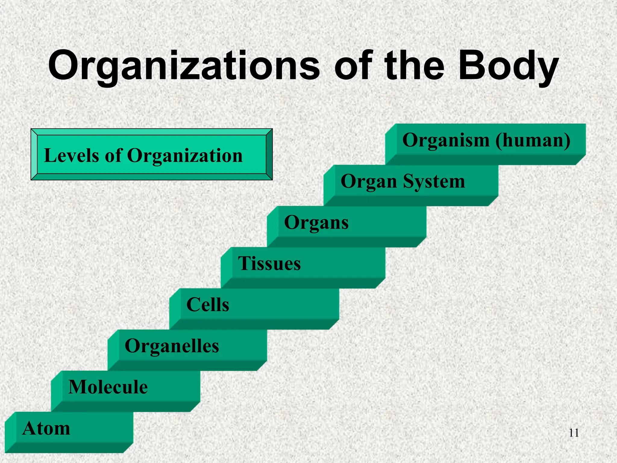 anatomical terminology for first year MBBS | PPT