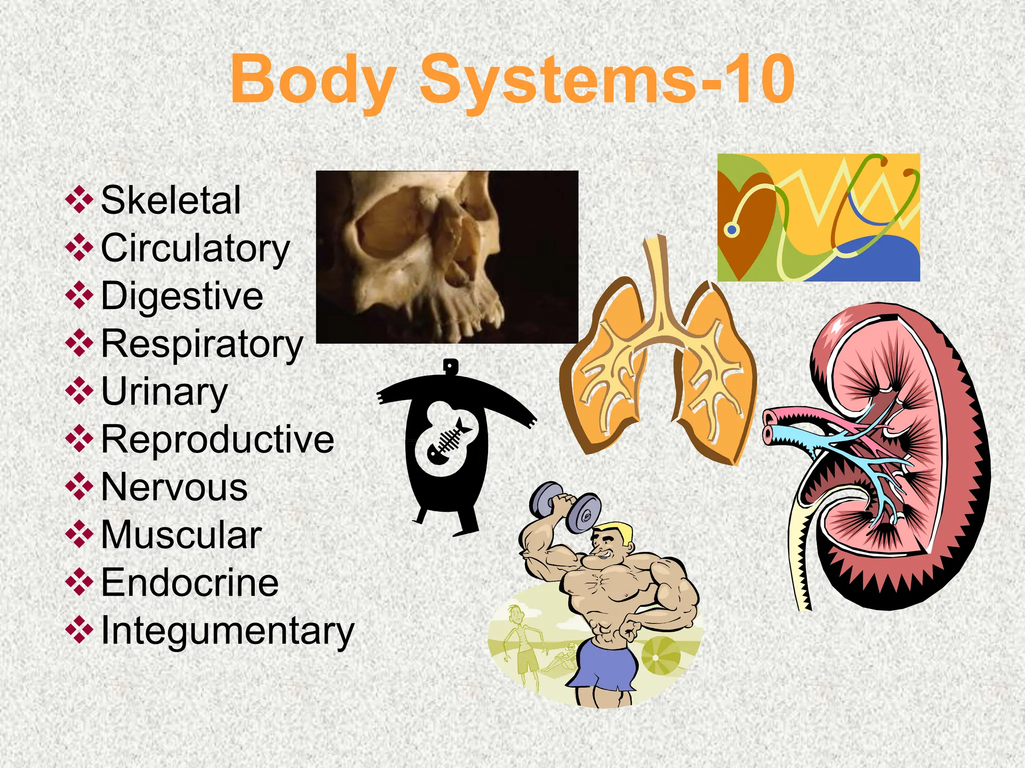 anatomical terminology for first year MBBS | PPT