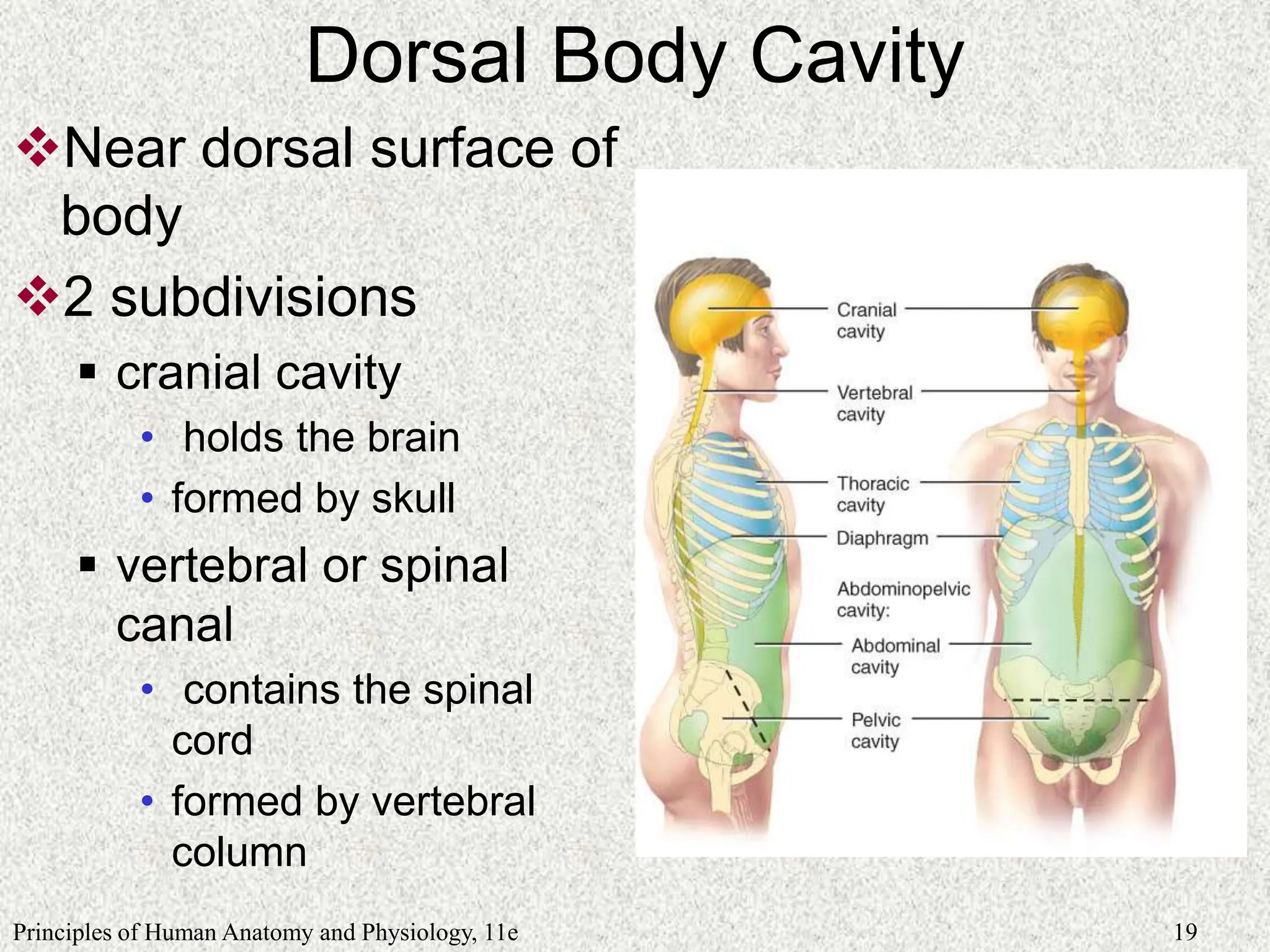 anatomical terminology for first year MBBS | PPT