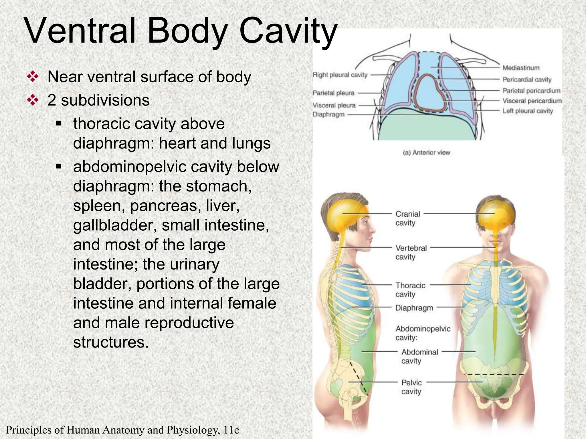 anatomical terminology for first year MBBS | PPT