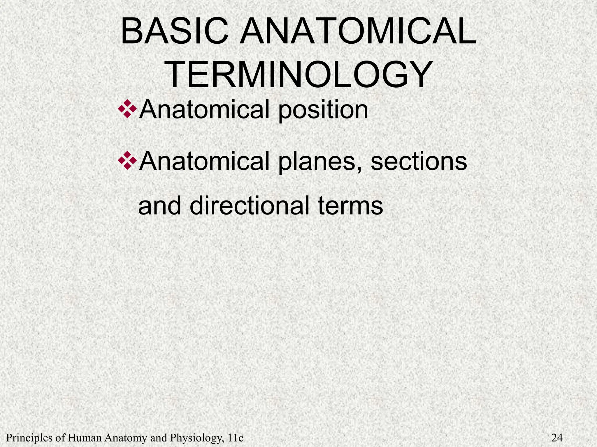 anatomical terminology for first year MBBS | PPT