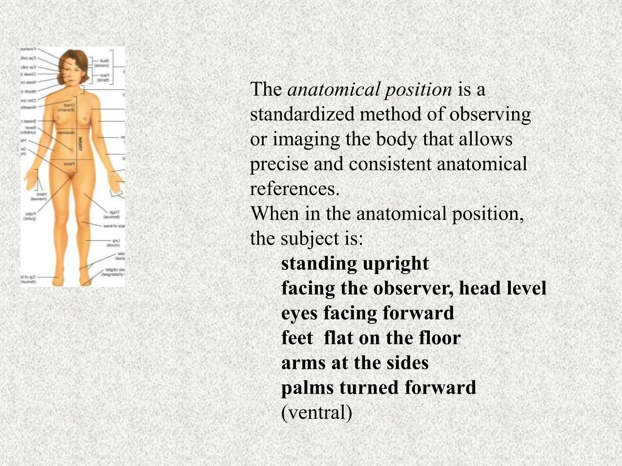 anatomical terminology for first year MBBS | PPT