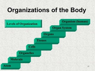 anatomical terminology for first year MBBS | PPT