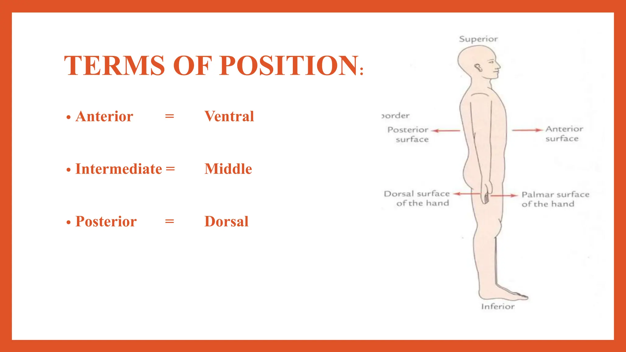 ANATOMICAL TERMS.pptx antony basic for medicos | PPTX