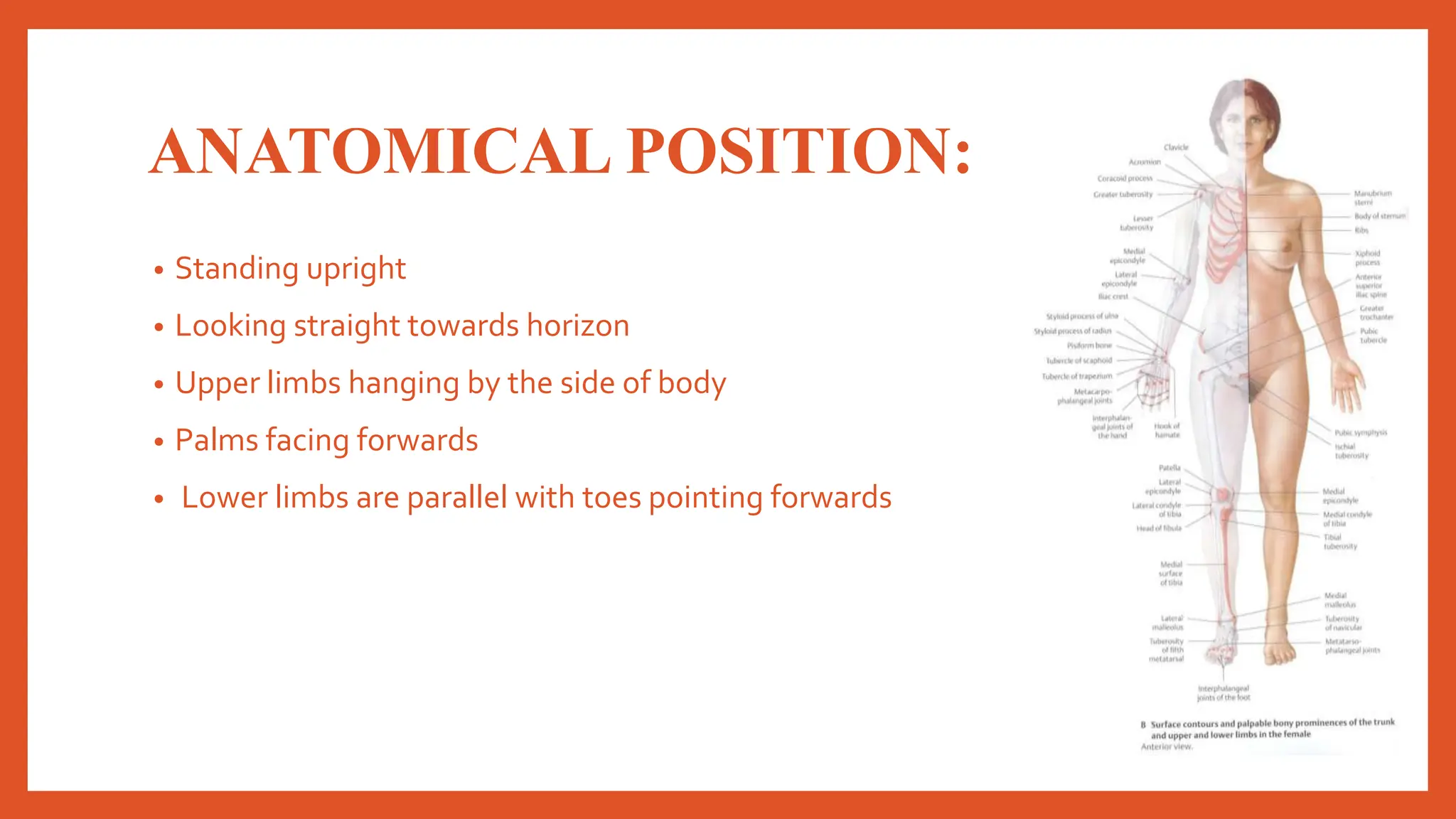 ANATOMICAL TERMS.pptx antony basic for medicos | PPTX