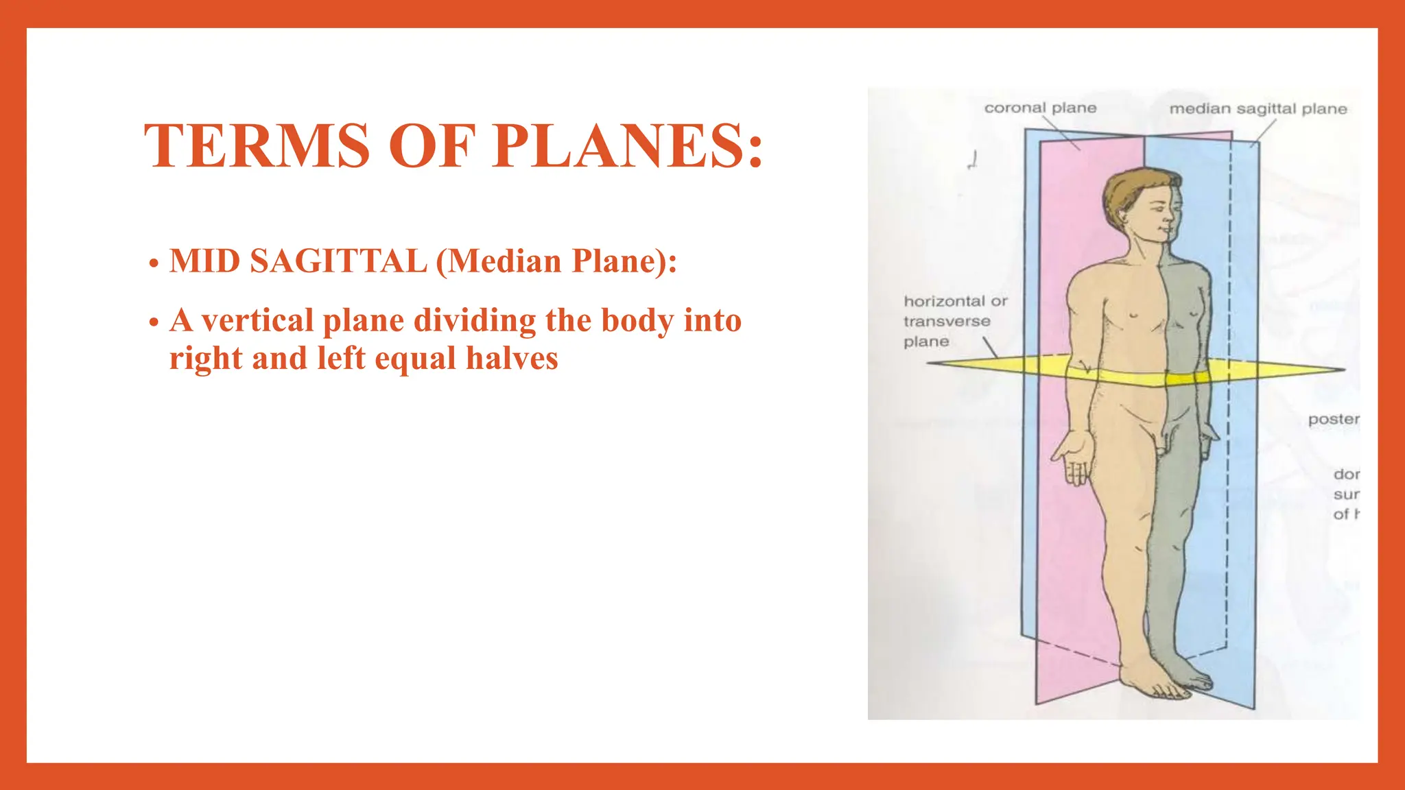 ANATOMICAL TERMS.pptx antony basic for medicos | PPTX