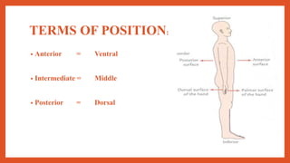 ANATOMICAL TERMS.pptx antony basic for medicos | PPT