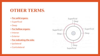 ANATOMICAL TERMS.pptx antony basic for medicos | PPTX