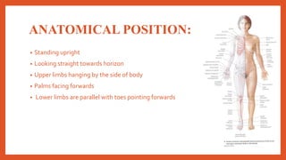 ANATOMICAL TERMS.pptx antony basic for medicos | PPT