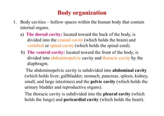 Anatomical terms, the anatomical position of man, medical terms | PDF
