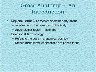Comprehensive Guide to Basic Anatomical Terminology and Body Positions ...