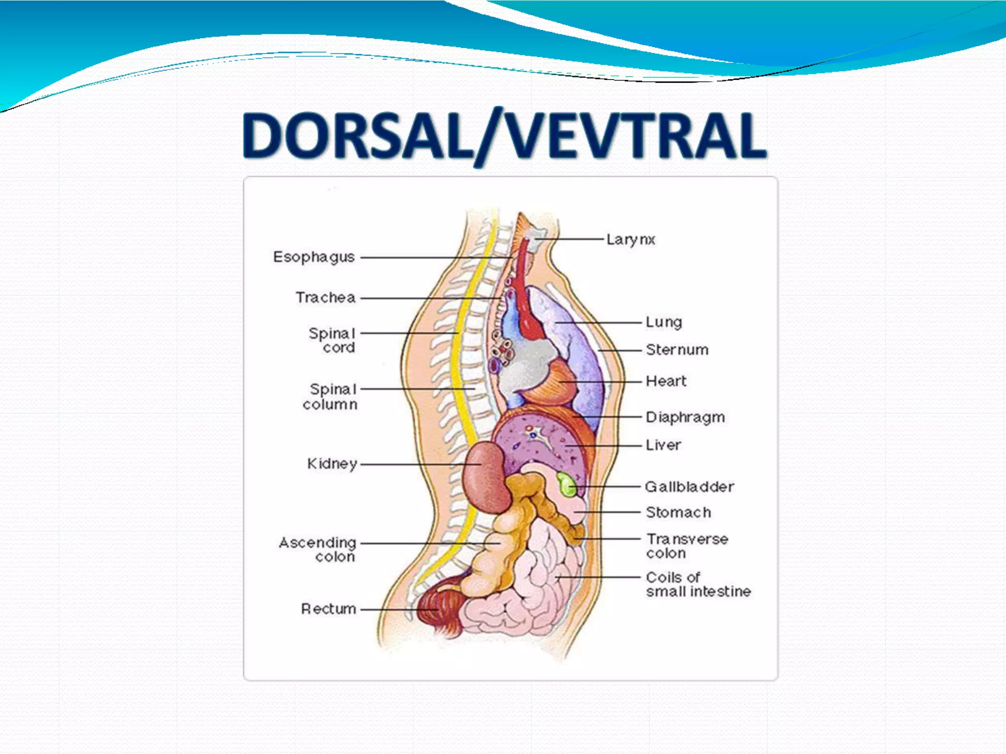 Anatomical Terms AN1.1.pptx
