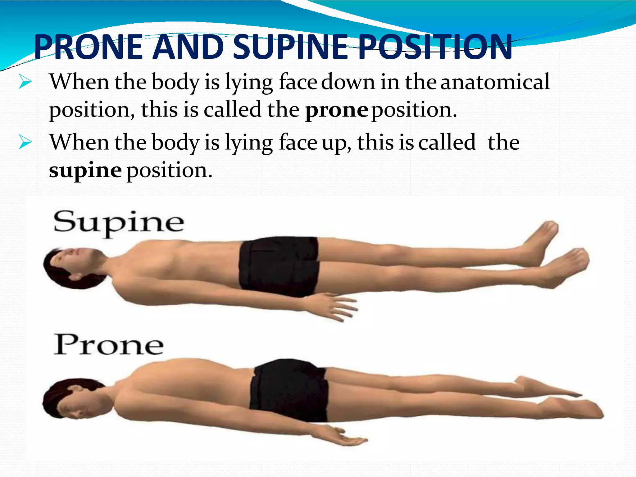 Anatomical Terms AN1.1.pptx