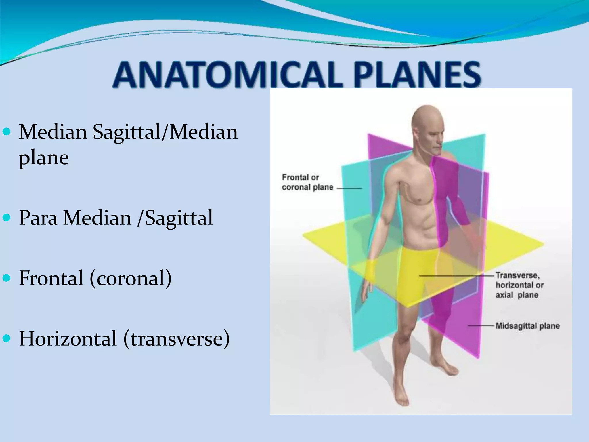 Anatomical Terms AN1.1.pptx