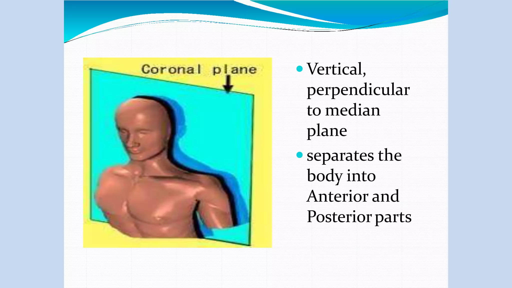 Anatomical Terms AN1.1.pptx