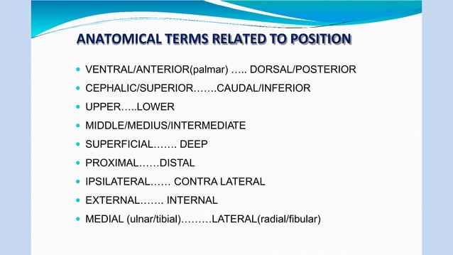 Anatomical Terms AN1.1.pptx
